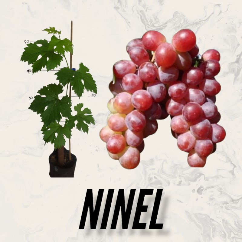 Jual bibit anggur ninel (VALID) | Shopee Indonesia