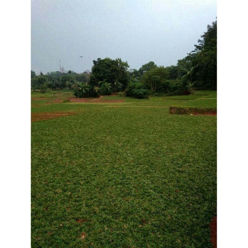 Jual Rumput gajah mini isi 1 kg 50x50cm | Shopee Indonesia