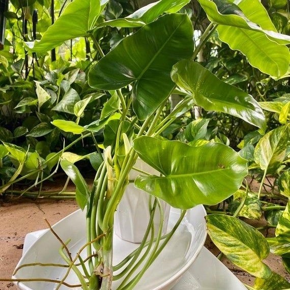 Jual Tanaman Hias Philodendron Burlemarx - Brekele Ijo - Philo Brekele ...