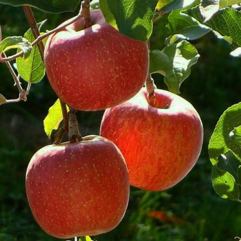 Jual Bibit Apel Merah Ana | Shopee Indonesia