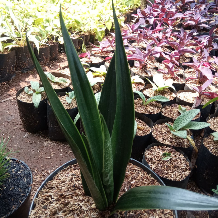 Jual tanaman hias sansivera cylindrica - sansevieria cylindrica ...