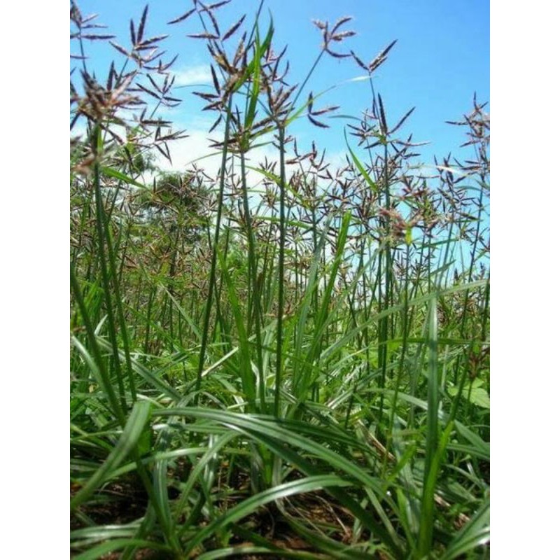 Jual Bibit Tanaman Rumput Teki Tanaman Umbi Segar 200 gram | Shopee ...