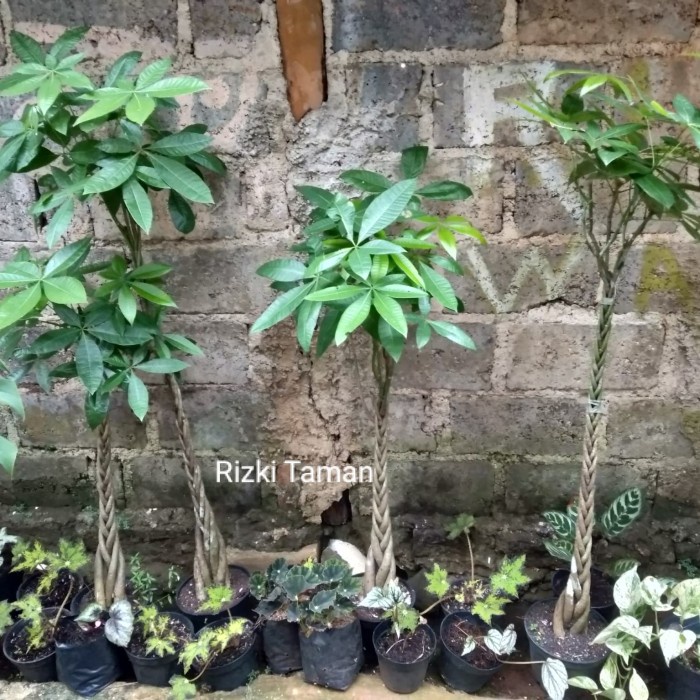 Jual Pachira pohon uang- pacira kepang 1 meter daun | Shopee Indonesia