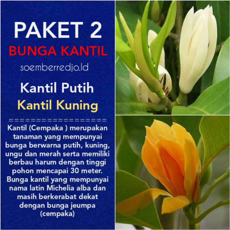 Jual Paket 2 Bunga Kantil Putih dan Kuning | Shopee Indonesia