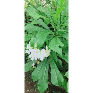 Jual Bunga Pagoda Terlengkap & Harga Terbaru Juli 2024 | Shopee Indonesia