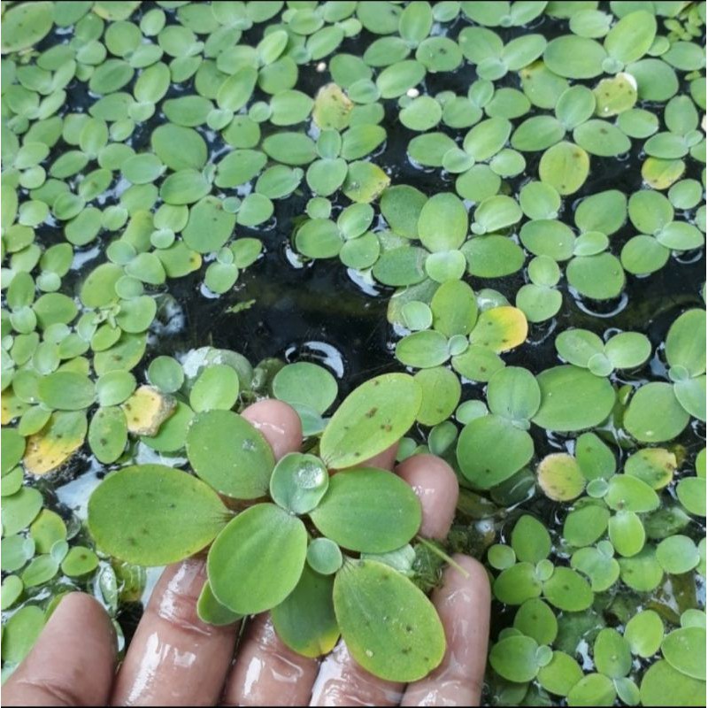 Jual Tanaman air Amazon, frogbit, aquascape, tanaman air apung | Shopee ...