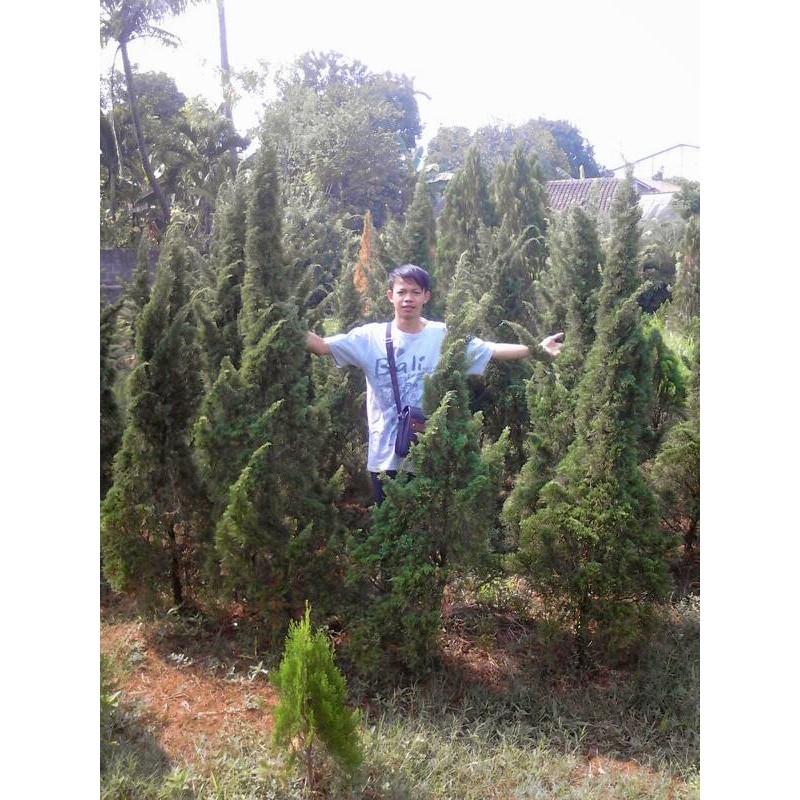 Jual Cemara pua-pua | suplier tanaman hias dan pembuatan taman | Shopee ...