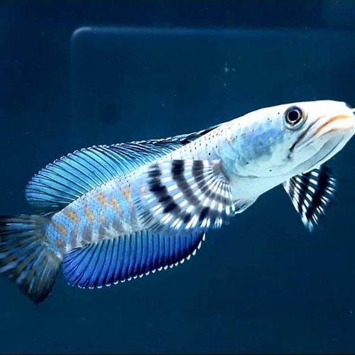 Jual Blue Pulchra 6cm up Spot Banyak Top Grade Channa Chana Full Pelet ...