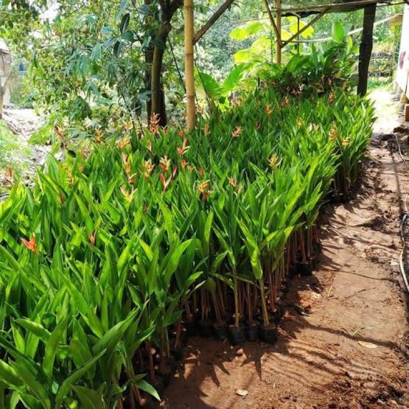 Jual Tanaman Hias Heliconia Pisang/Pisang Bunga Merah | Shopee Indonesia