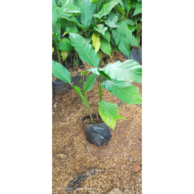 Jual Pisang Bali Mini | Tanaman hias pisang Bali | helicornia bali ...