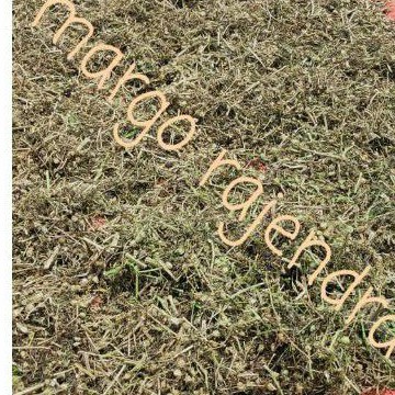 Jual Daun Batang Ciplukan 500 Gram Cecenet Cecendet Ceplukan kering ...