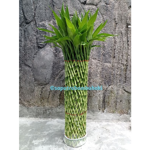 Jual Bambu Hoki / Bambu Rejeki Model Sangkar 70 Tinggi 100-120cm ...
