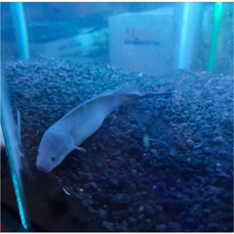 Jual Aba-aba knife fish Size 17-20 cm | Shopee Indonesia