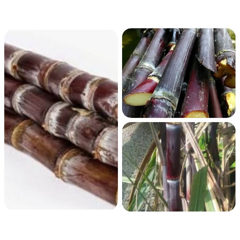 Jual Bibit stek tebu merah | Shopee Indonesia