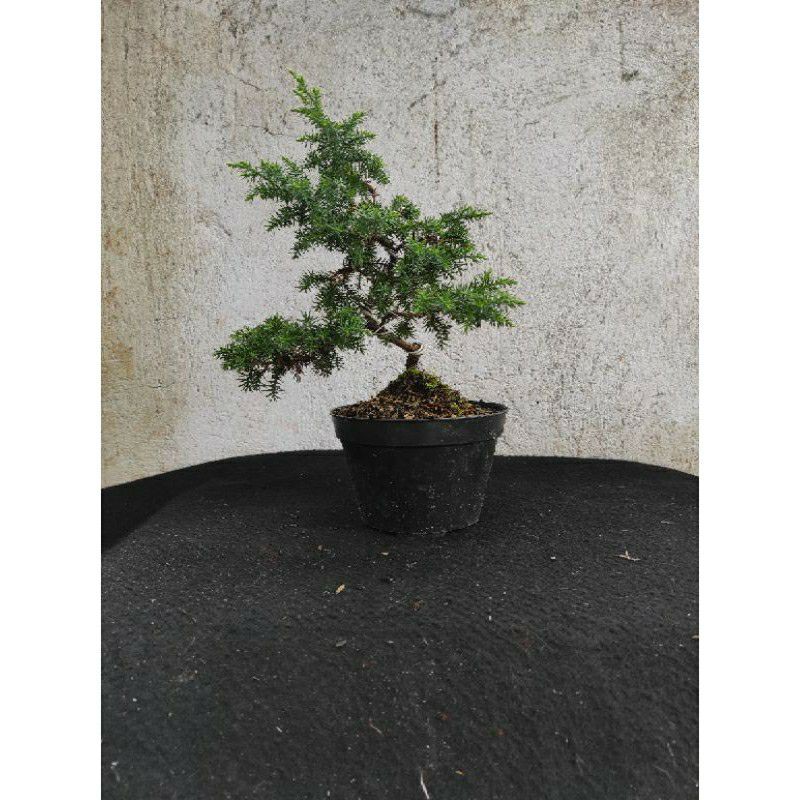Jual tanaman hias bonsai cemara pua duri bonsai cemara pua duri ...