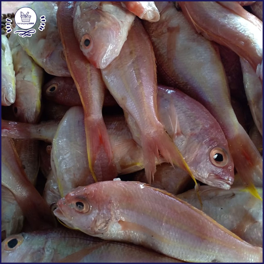 Jual Ikan Kurisi Segar 1kg | Shopee Indonesia