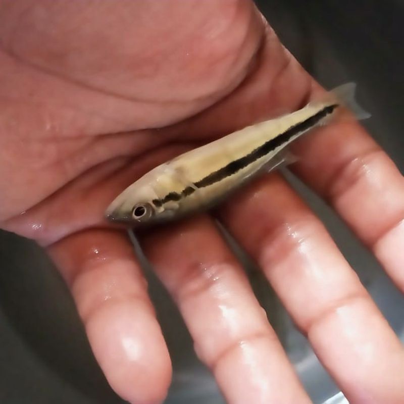 Jual ikan pbass pinima | Shopee Indonesia