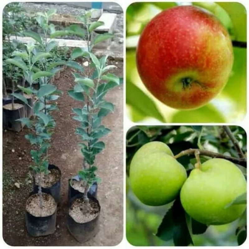 Jual Bibit Apel Anna high quality | Shopee Indonesia