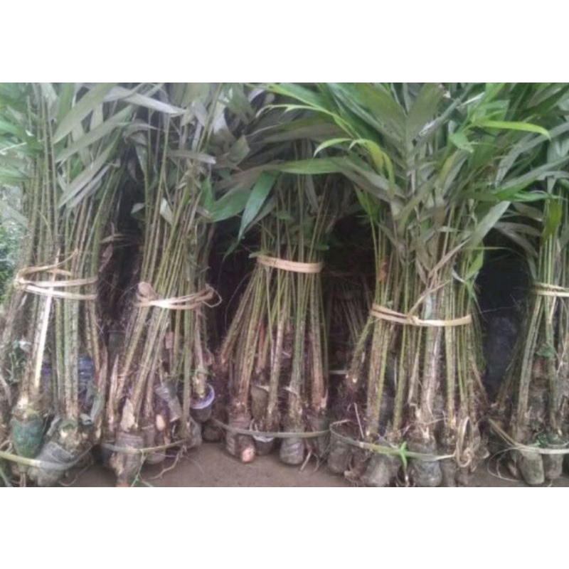 Jual bibit salak pondoh super | Shopee Indonesia Jual bibit salak pondoh super | Shopee Indonesia