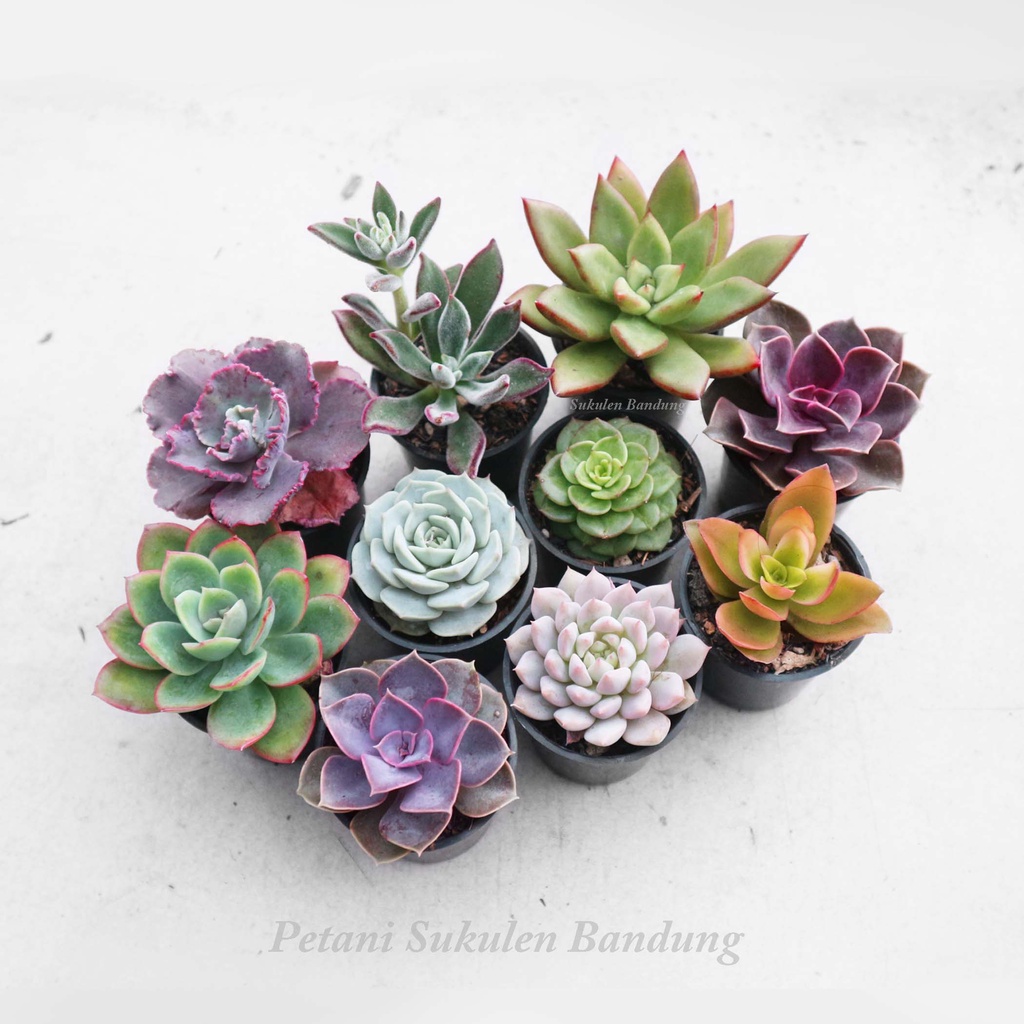 Jual PAKET Sukulen sekulen Kaktus BONUS POT & Media sekulen mini ...