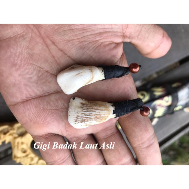 Jual Cemeti Antik Istimewa dari Dayak | Shopee Indonesia