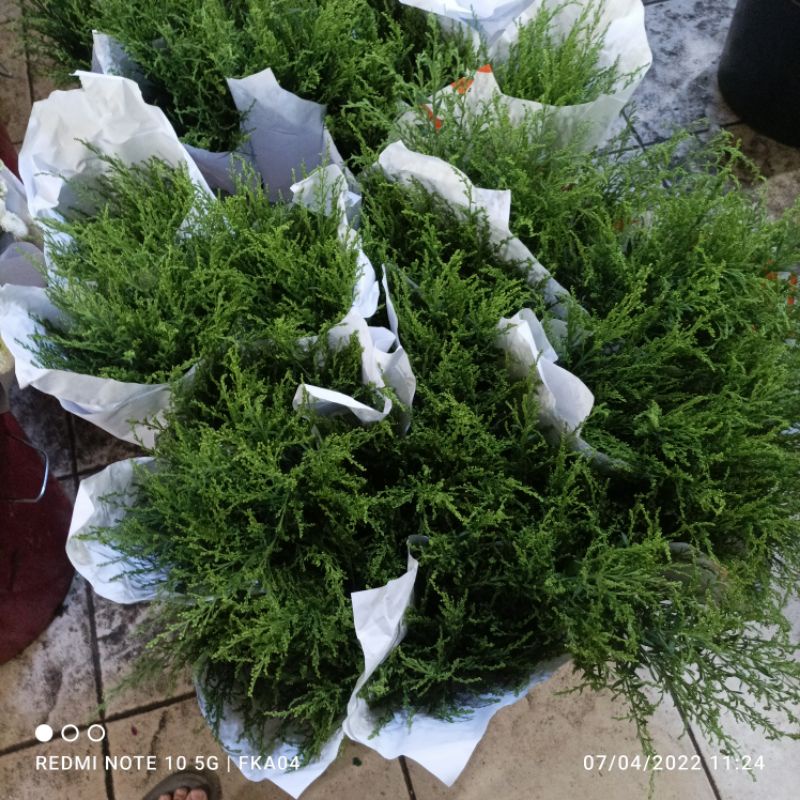 Jual Daun Salidago (Daun Potong Lokal/Daun segar Lokal) | Shopee Indonesia