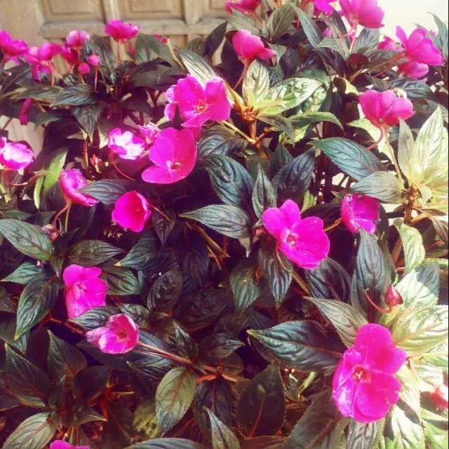 Jual bibit tanaman bunga pacar air ungu (impatiens hawkerii) - BAKUL ...