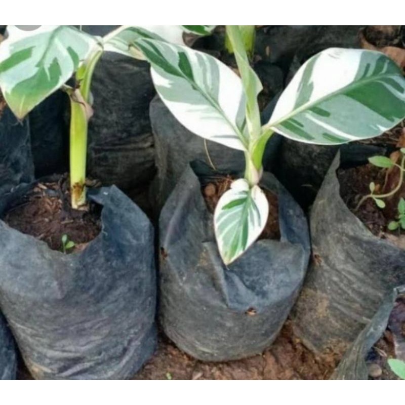 Jual POHON PISANG VARIGATA | Shopee Indonesia