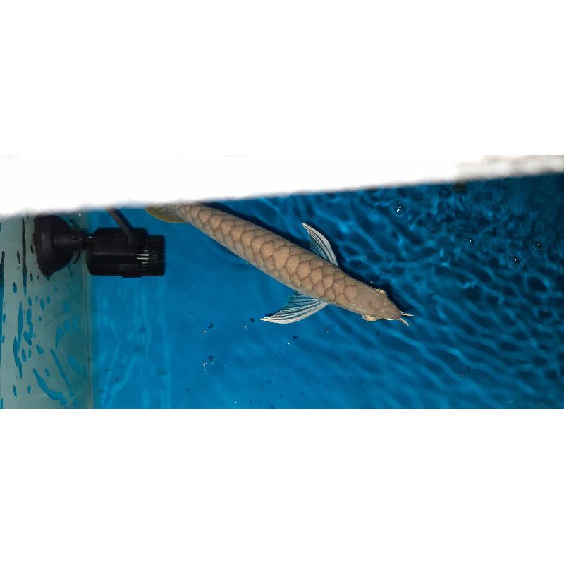 Jual ikan Arwana (ItL sisik naga ) | Shopee Indonesia
