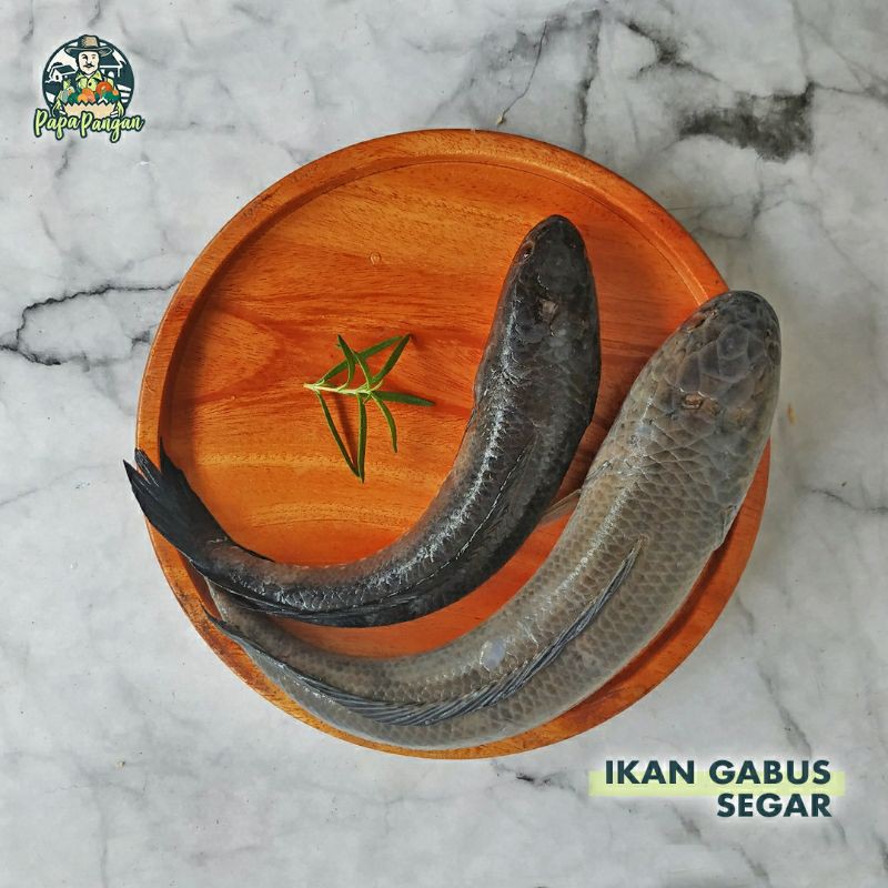 Jual Ikan Gabus Fresh Papapangan - 500 gram | Shopee Indonesia