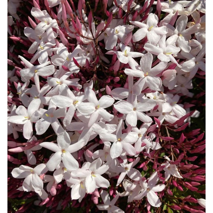 Jual Bibit tanaman bunga rambat wangi white/pink jasmine — melati ...