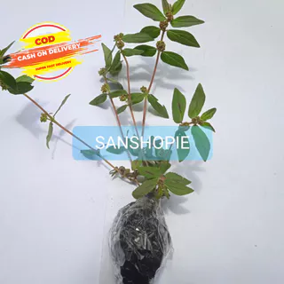 Jual Patikan Kebo Terlengkap & Harga Terbaru Mei 2024 | Shopee Indonesia