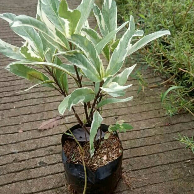 Jual tanaman hias gandarusa/tanaman hias rewelia varigata | Shopee ...