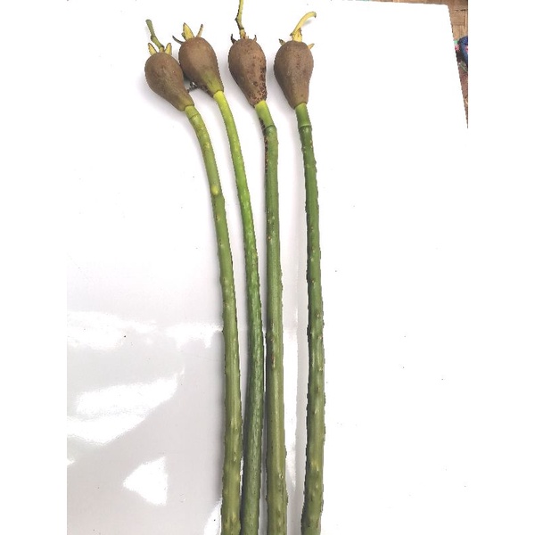 Jual bibit Tanaman laut/bibit mangrove/Bibit bakau (10 gratis 1 ...