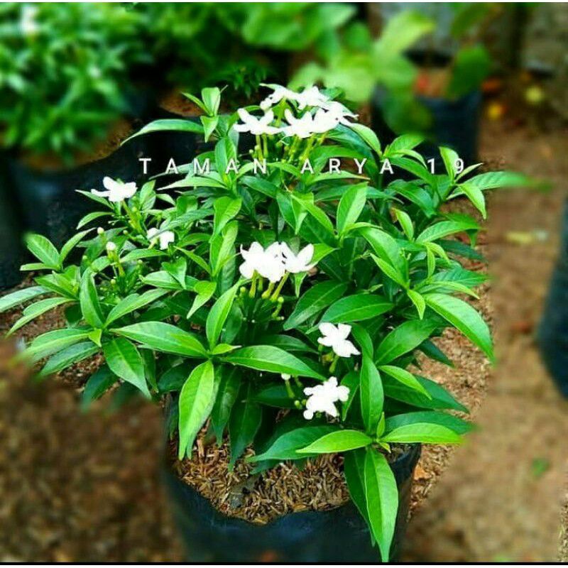 Jual Tanaman hias rembossa mini bunga putih - rombusa mini hijau ...