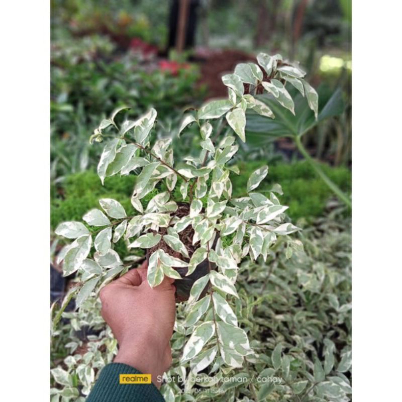 Jual Bibit bonsai Anting putri varigata | Shopee Indonesia