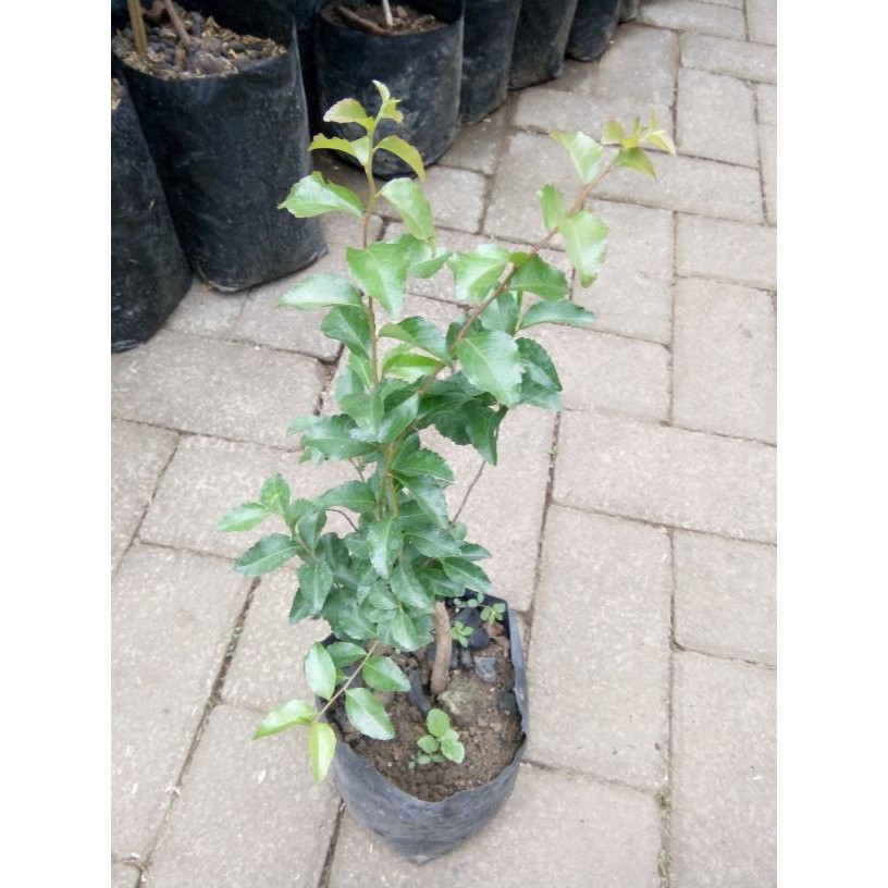 Jual HOT! TANAMAN BUAH RUKEM ADA! | Shopee Indonesia