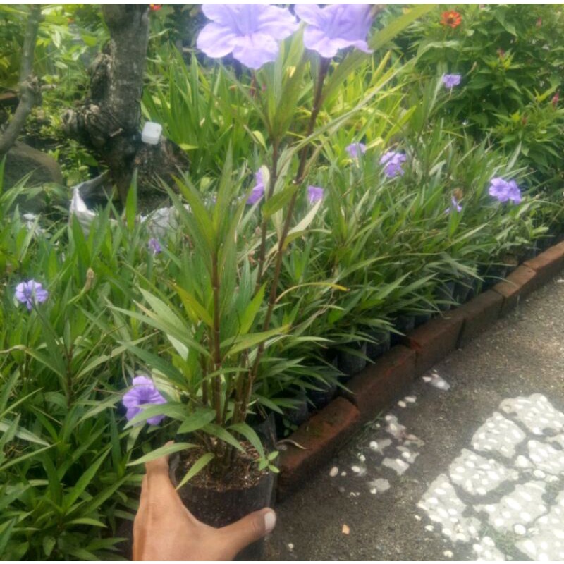 Jual tanaman rawelia bunga ungu | Shopee Indonesia