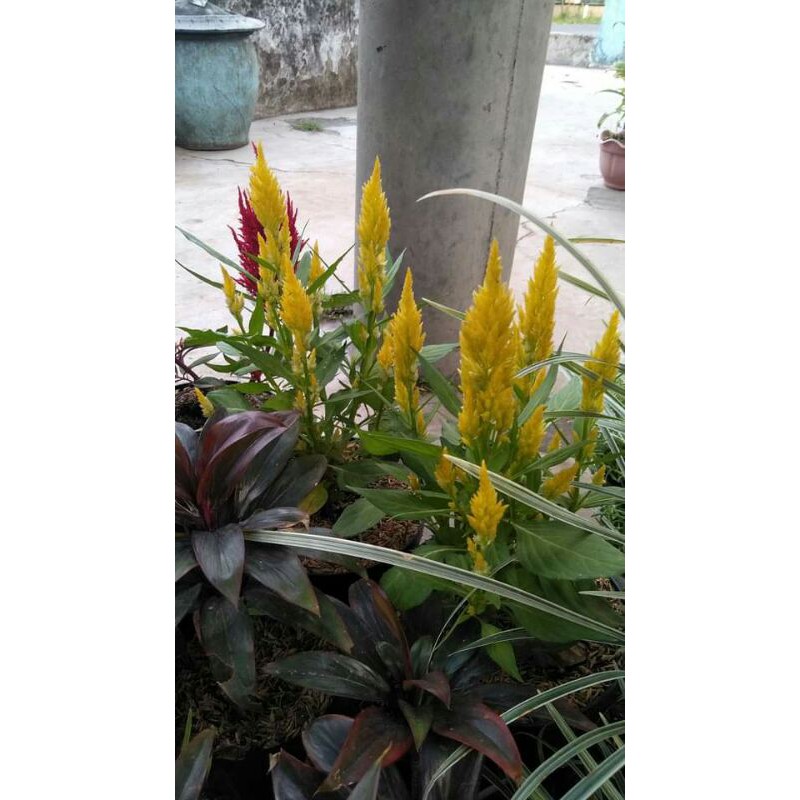 Jual celosia (bunga lilin) | Shopee Indonesia
