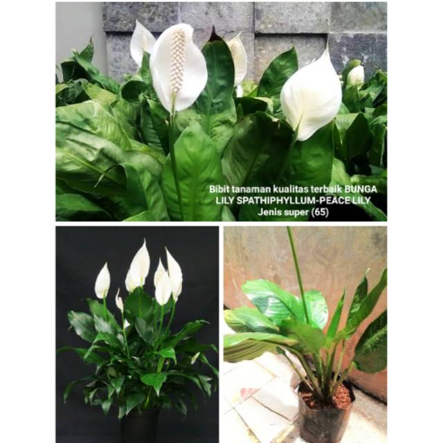 Jual Bibit tanaman bunga LILY SPATHIPHYLLUM PACE LILI Jenis Super ...