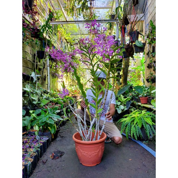Jual Anggrek Dendrobium superbiens Jumbo | Shopee Indonesia