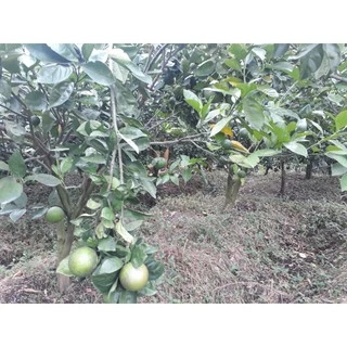 Jual jeruk baby java Harga Terbaik & Termurah April 2025 | Shopee Indonesia