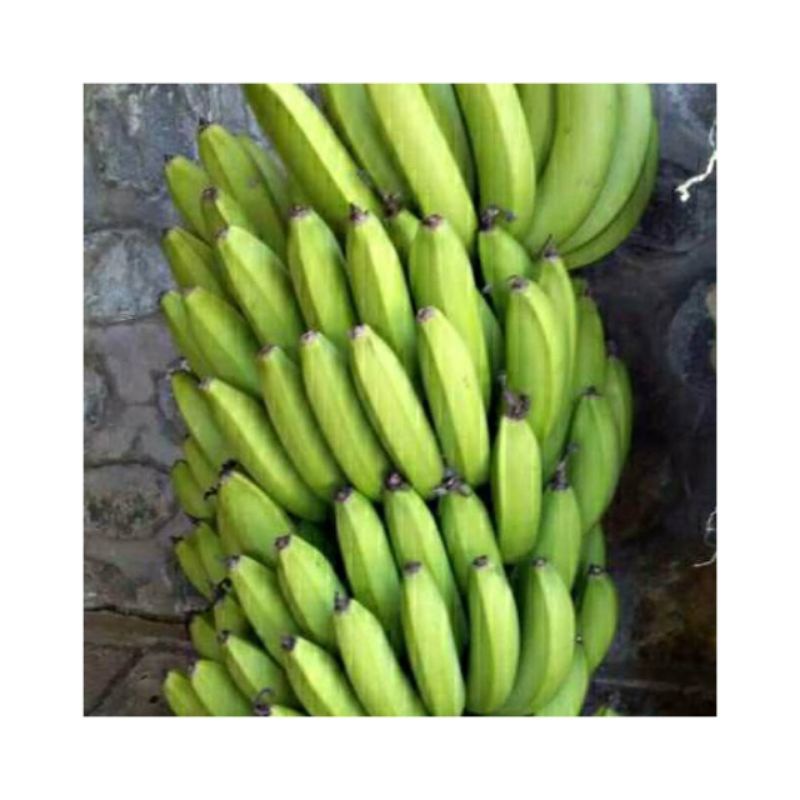 Jual bibit pohon pisang ambon/ bibit pisang ambon siap tanam | Shopee ...