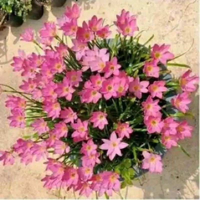 Jual rain lily ping 50 umbi | Shopee Indonesia