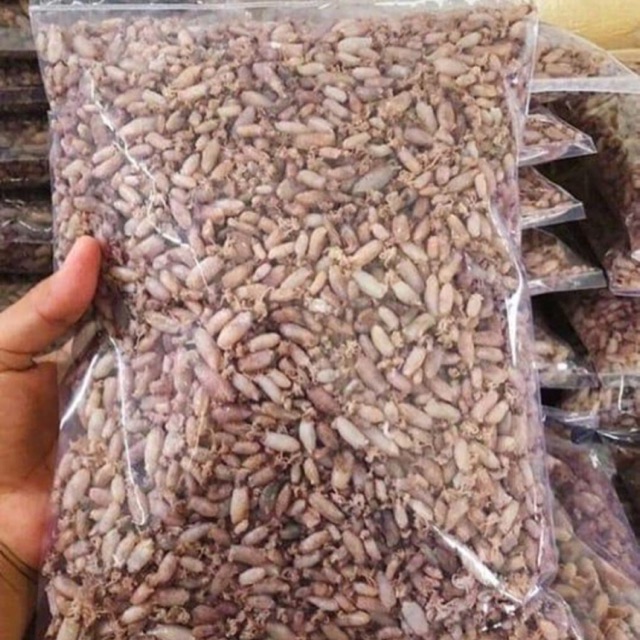 Jual BABY CUMI 500Gram size 0.5-1cm | Shopee Indonesia