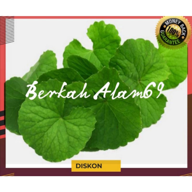 Jual Daun Pegagan atau Antanan Segar 100gr organik | Shopee Indonesia