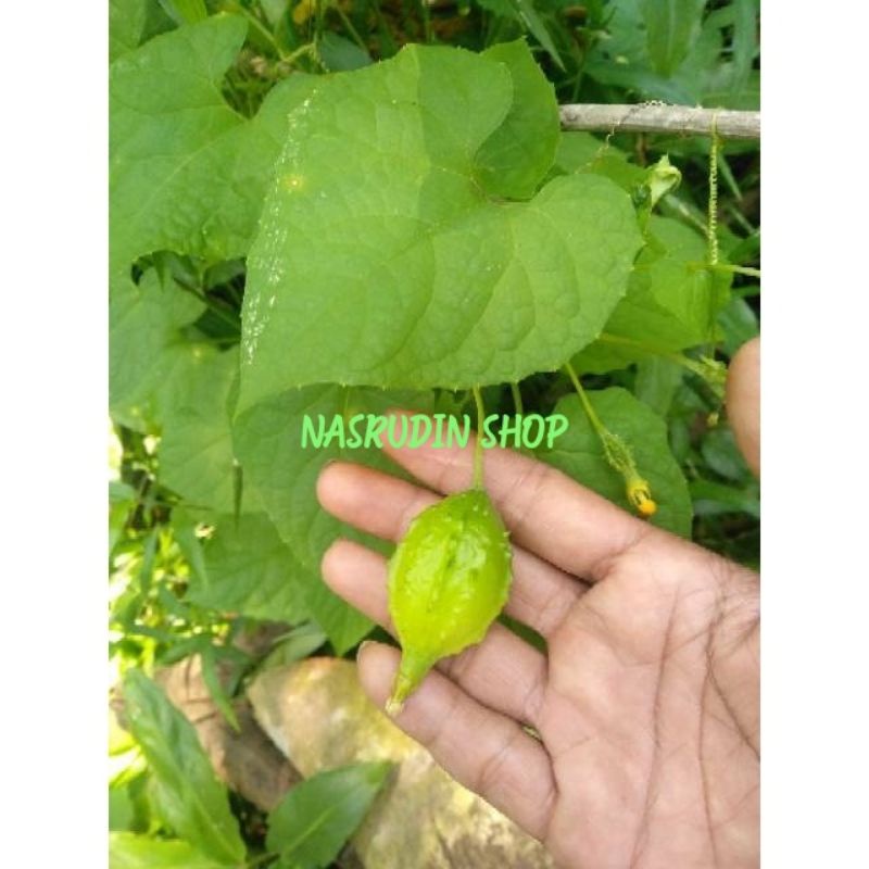 Jual DAUN KANCAS SEGAR 100 LEMBAR | DAUN PARIA HUTAN HERBAL | SAYURAN ...