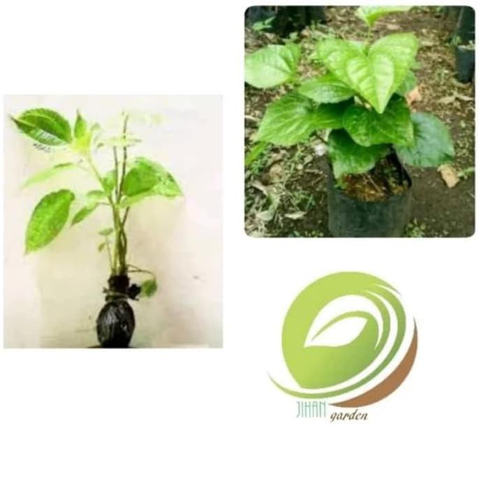 Jual Pusat Benih Tanaman. Bibit Tanaman Daun Pohpohan/Pohon Daun ...