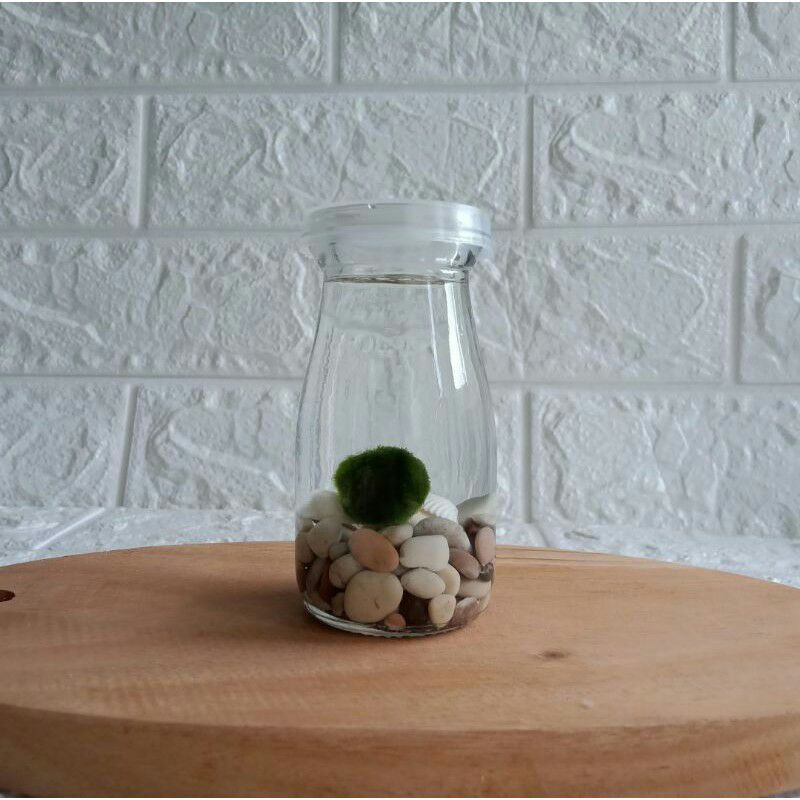 Jual Marimo Moss Ball in Jar Tinggi 100 ml 1