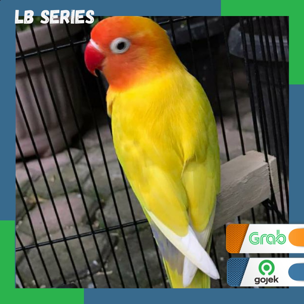 Jual Lovebird Paskun (Pastel Kuning) burung Lb Series | Shopee Indonesia